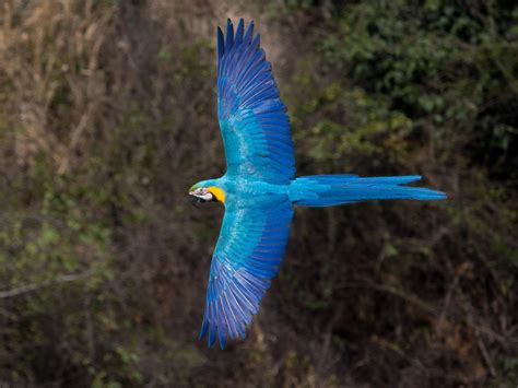 Blue And Gold Macaw Flying