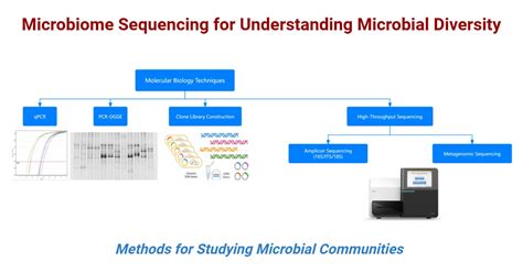 Microbiome Sequencing For Understanding Microbial Diversity