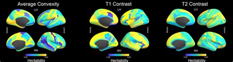 Regional Heritability Maps For Average Convexity A Measure Of Cortical Download Scientific