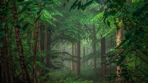 8k Ultra Hd Nature Wallpapers