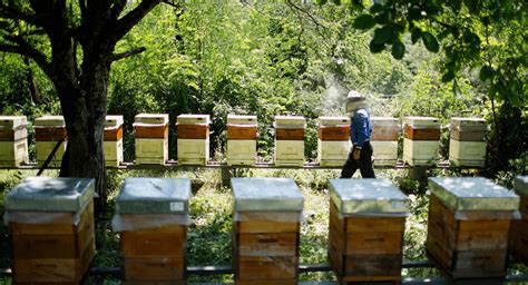 ქართული თაფლის პერსპექტივები საერთაშორისო ბაზარზე Bpn