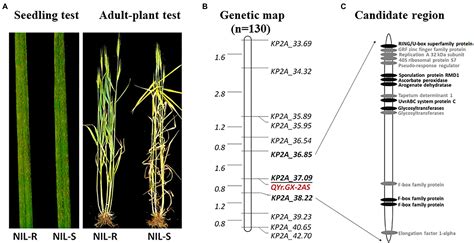 Frontiers Molecular Mapping And Analysis Of An Excellent Quantitative Trait Loci Conferring