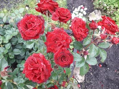 Роза николо паганини фото - 73 картинки