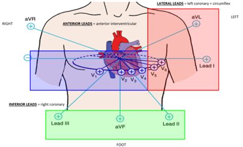 Ecg Hf Heart Valve Disease Flashcards Quizlet
