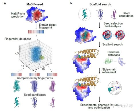 Nature：中外团队合作，首次通过ai从头设计蛋白 蛋白间相互作用，直接生成抗体药物 知乎