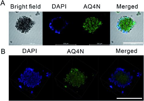 2d images a and z stack scanning images 3d version b of a549 tumor