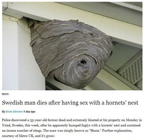 swedish man dies after having sex with a hornets nest by brian abrams