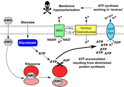 Aminoglycoside Mediated Atp Accumulation Results In Membrane Download Scientific Diagram