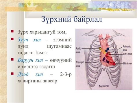 зүрх судас цусны онцлог