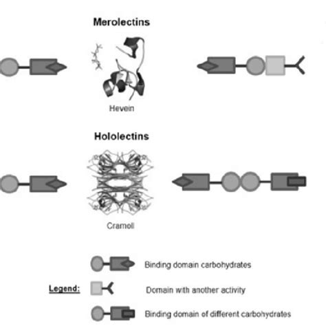 Lectin Classification By Structure Depicting Hevein From Hevea Download Scientific Diagram