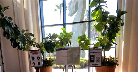 Fiddle Leaf Fig Temperature What You Need To Know