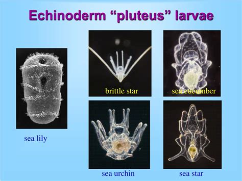 Ppt Echinoderms And Early Chordates Powerpoint Presentation Free