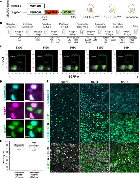 Integrating Single Cell Imaging And Rna Sequencing Datasets Links Differentiation And