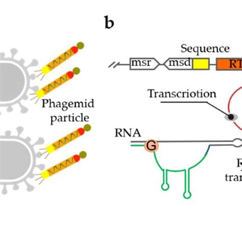 Pdf Current And Emerging Methods For The Synthesis Of Single Stranded Dna