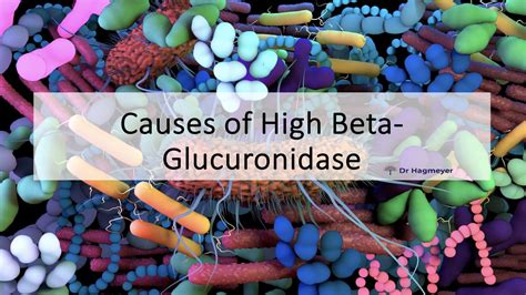 High Beta Glucuronidase Stool Lab Test Explained Abnormal Levels On A Stool Test