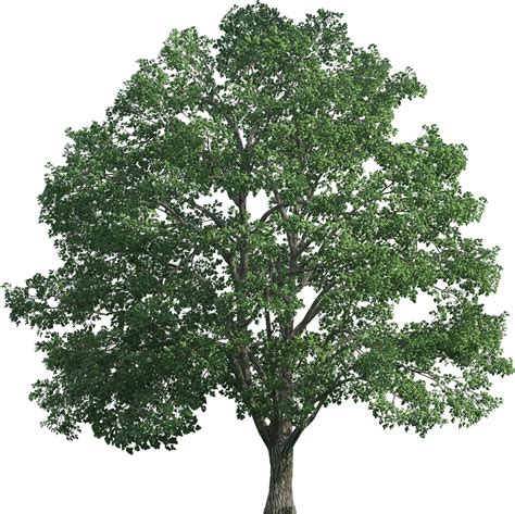 Realistic Tree Png Transparent Image Png Arts Images And Photos Finder