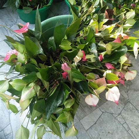 ඇන්තූරියම් සහ ඕකිඩ් පියස House Of Anthurium And Orchids