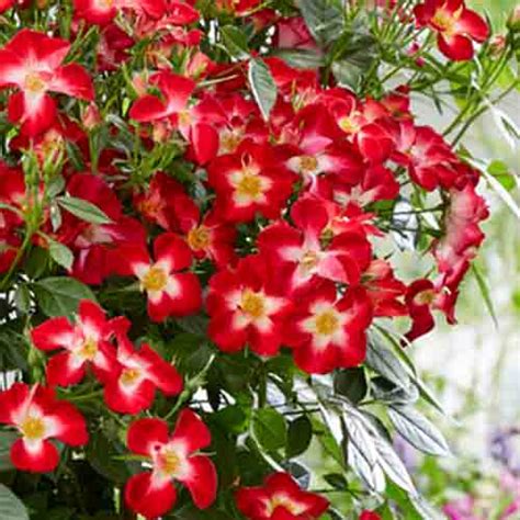 Rose Everglow Ruby Venta Online En España Directamente Desde Los Países Bajos