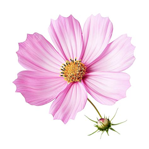 코스모스 꽃 고립 된 Png 파일 배너 보라 향수 Png 일러스트 및 이미지 에 대한 무료 다운로드 Pngtree