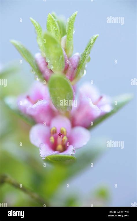 Sea Milkwort Also Called Sea Milkweed And Black Saltwort Lysimachia