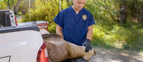 how to extract a deer or elk lymph node