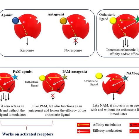 Mode Of Action And Classification Of Allosteric Modulators Graphical