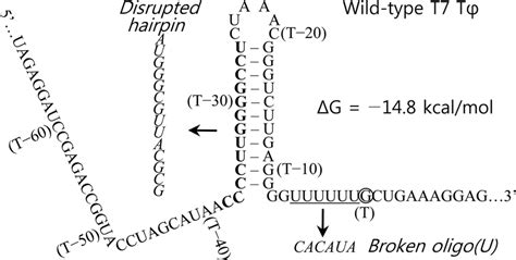 The Terminator Sequence Of The T7 Promoter Genspark The Terminator Sequence Of The T7 Promoter Genspark