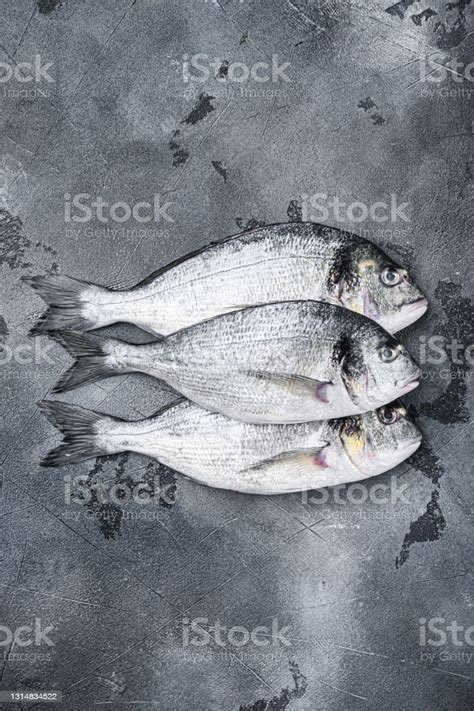 회색 질감의 배경 상단 보기에 원시 세 도미 또는 길트 머리 도람 도라다 물고기 0명에 대한 스톡 사진 및 기타 이미지 0명 날것 러시아 Istock