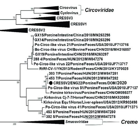 Phylogenetic Analysis Of The Putative Replication Associated Rep