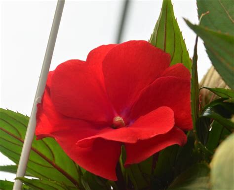 Impatiens New Guinea Impatiens Hawkeri Red Flame From Hillcrest Nursery