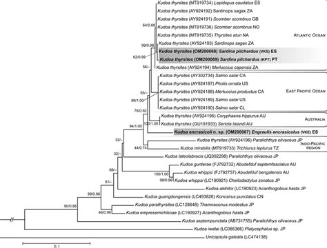 Maximum Likelihood Phylogenetic Tree Of The Large Subunit Ribosomal Dna