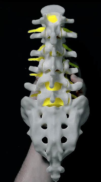 Lumbosacral Junction Australian Physiotherapy Equipment