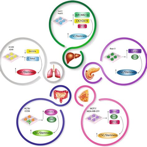 Matrix Stiffness Signaling Pathways Stiffness Activates Integrin Focal Download Scientific