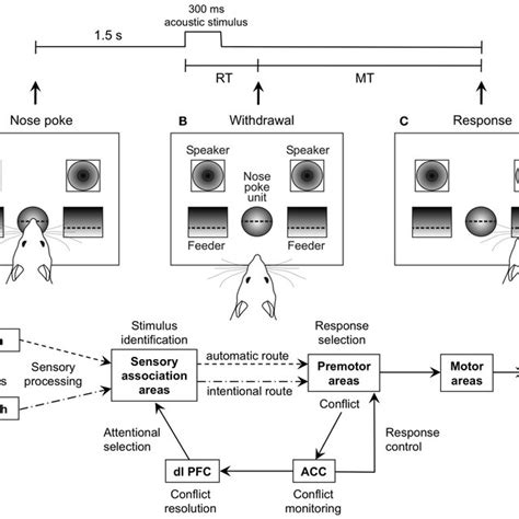 General Setup Of The Auditory Simon Task And Schematic Illustration Of