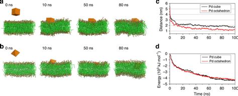 Membrane Penetration Of Pd Nanocrystals From Simulations Download Scientific Diagram