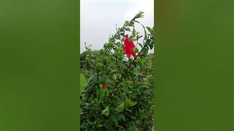 জবা ফুল।jaba Flower News Viral Village Love ফরিদপুর জবা জবাফুল জবাগাছ জবাব ফুল ফুলের