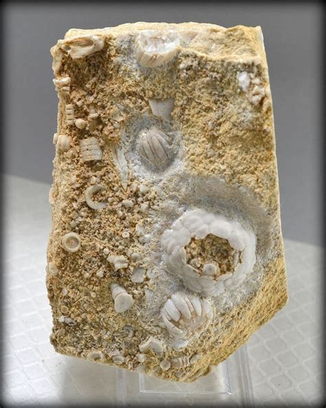 Pin By John Myers On Jfrankm Fossils Rocks Rocks And Fossils Fossil