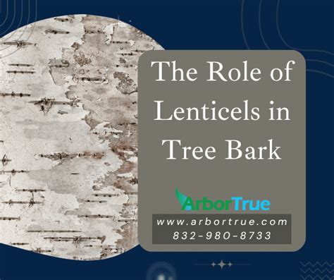 What Is A Lenticel In Plants