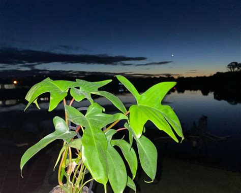 How Do I Fix Philodendron Pedatum Root Rot