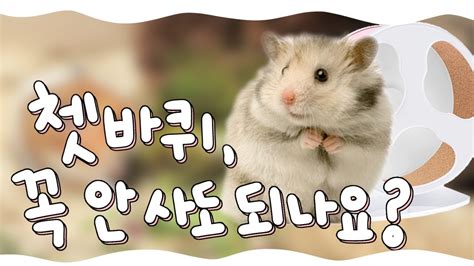 햄스터들이 쳇바퀴를 타는 진짜 이유 Youtube