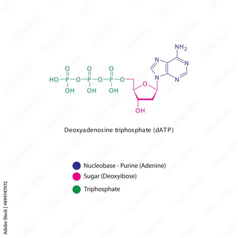 Poster Deoxyadenosine Triphosphate Datp Skeletal Structure Schematic Illustration Nucleoside