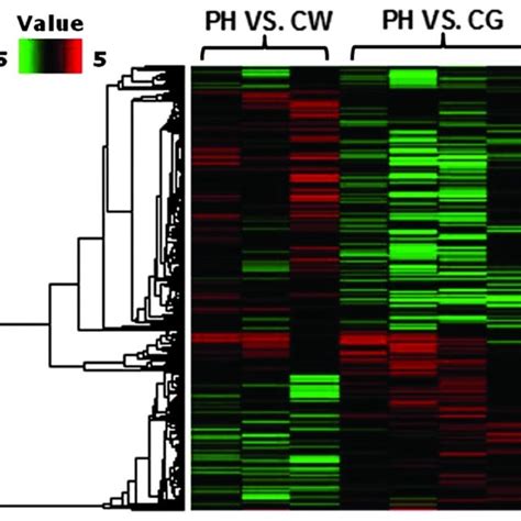Hierarchical Clustering Of Gene Expression Red Represents Download Scientific Diagram