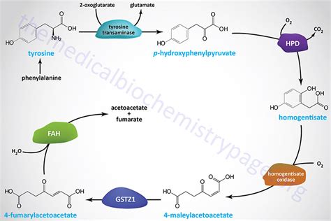 Tyrosinemia The Medical Biochemistry Page