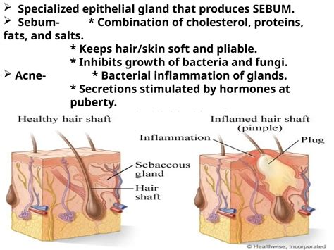 Integumentary System Structure Functions And Importance Pptx