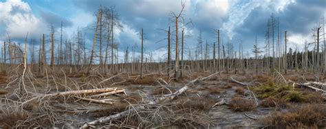 Forest Pest Infestation Decimating Tree Populations With Dead And Dying Trees Stretching As Far