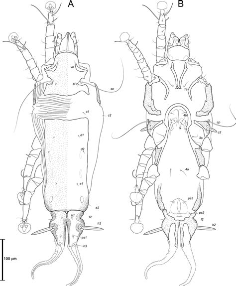 Tyrannidectes Machetornissp N Female A Dorsal View B Ventral