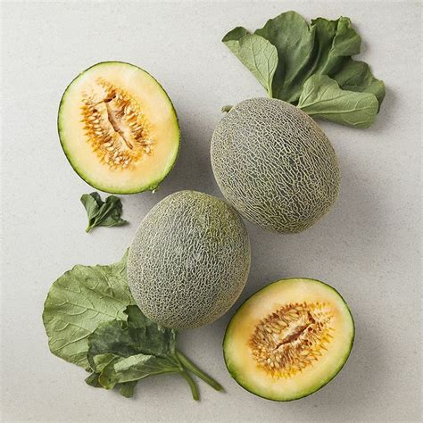 저탄소 하미과 멜론 900g1입 그리팅 우리집 밥상주치의