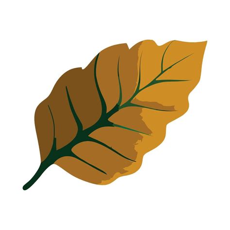 A Brown Leaf On A White Background 49432114 Vector Art At Vecteezy