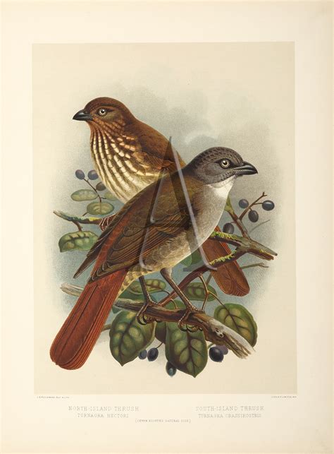 North Island Thrush South Island Thrush Antique Print Map Room