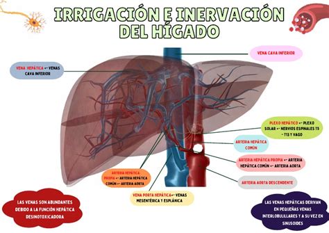 Irrigación E Inervación Del Hígado Pdf